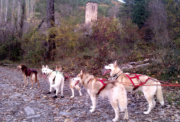 Joserra Lebrón, subcampeón del mundo de mushing: "La aventura está ...