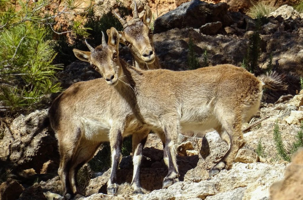 Tres rutas a pie por las Sierras de Gúdar y Javalambre - Blog Oficial ...
